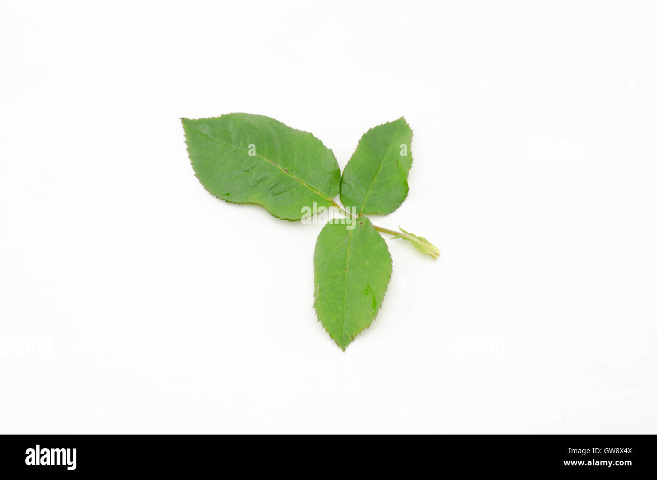 rose leave flower isolated on white Stock Photo - Alamy