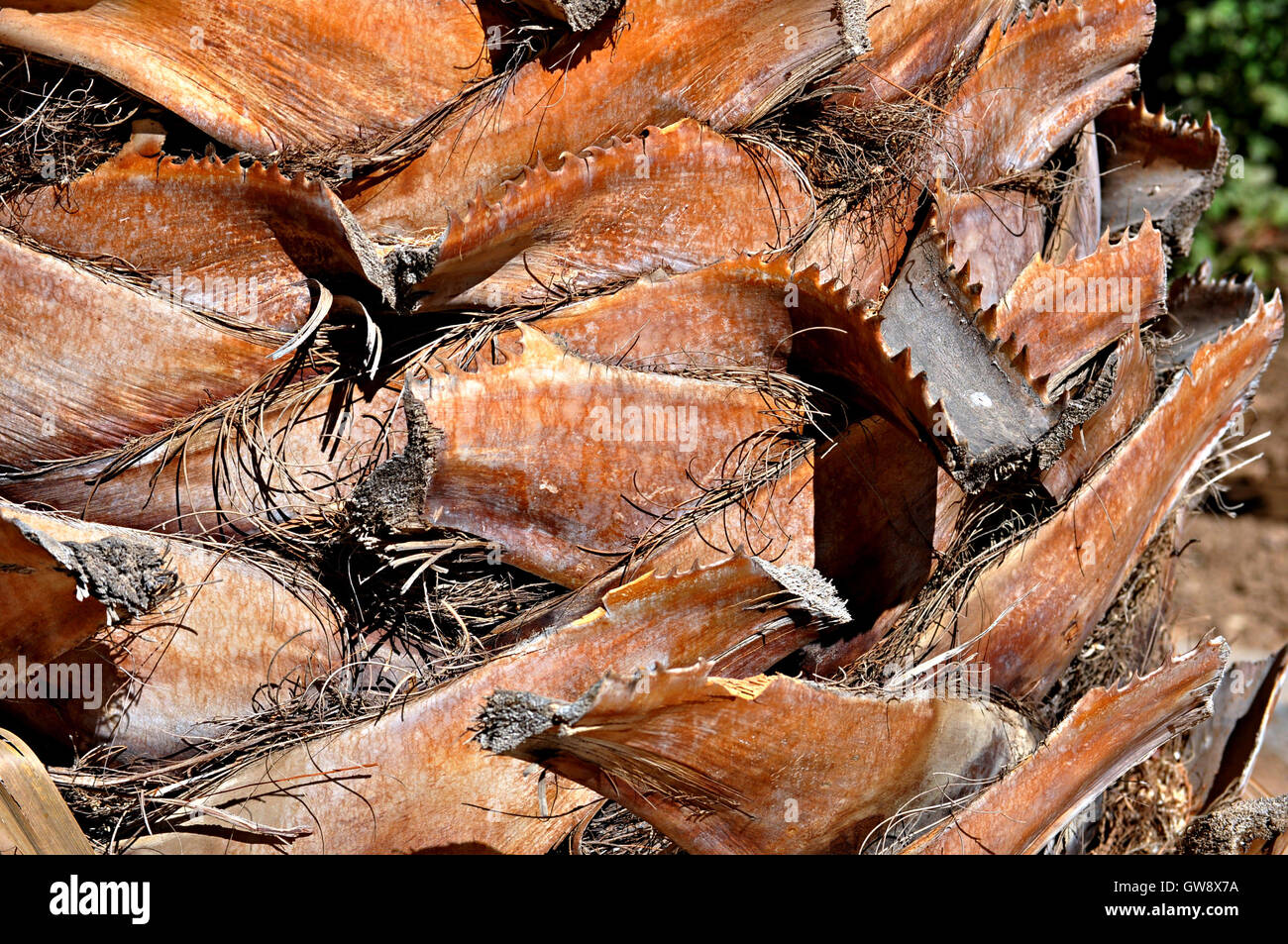 Toothed palm bark tree hi-res stock photography and images - Alamy