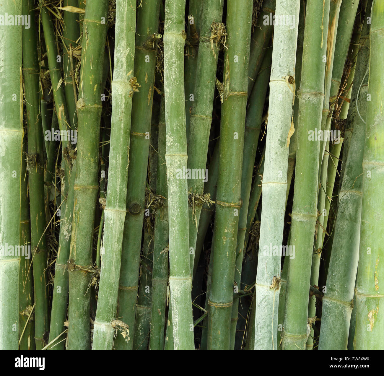 bamboo tree texture background Stock Photo - Alamy