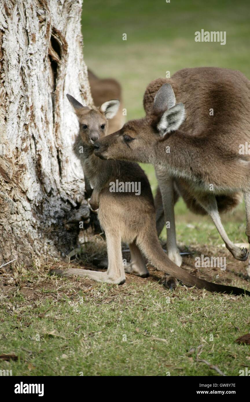 Grey kangaroo display hi-res stock photography and images - Alamy