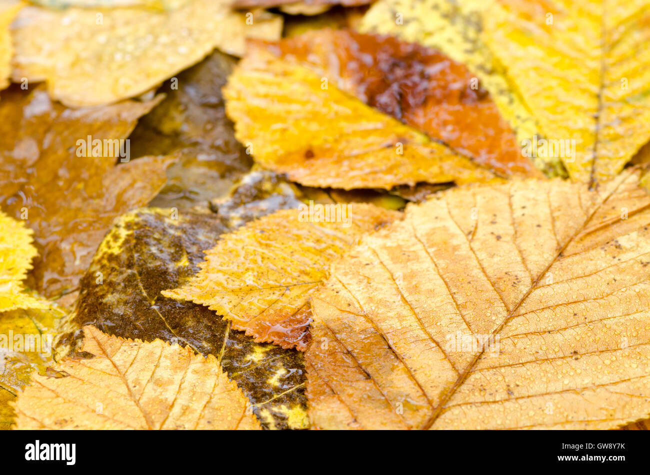 wet fall leaves on wooden background Stock Photo - Alamy