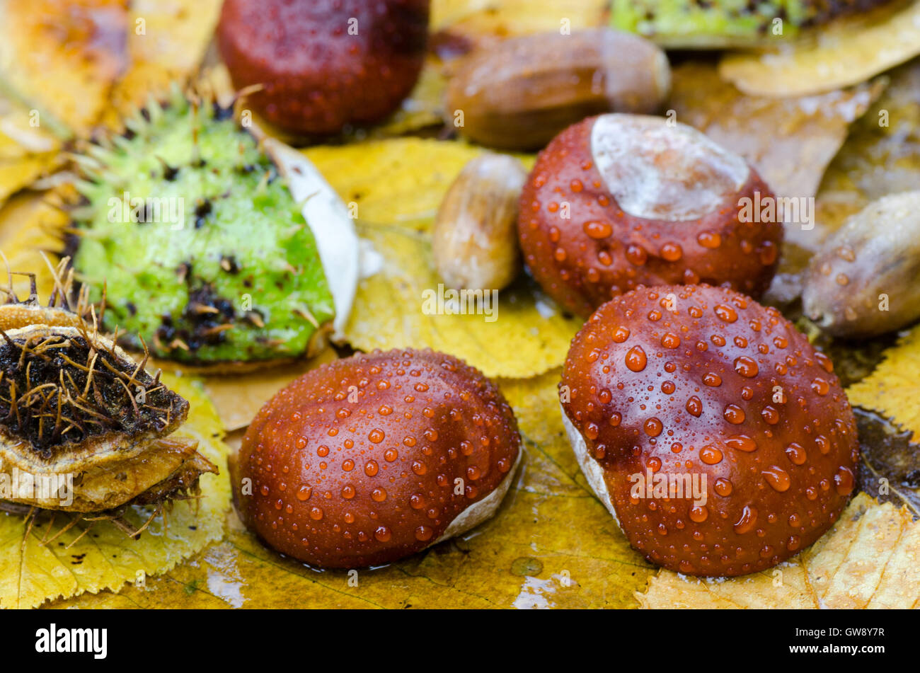 fall plants composition with leaves and chestnuts Stock Photo - Alamy