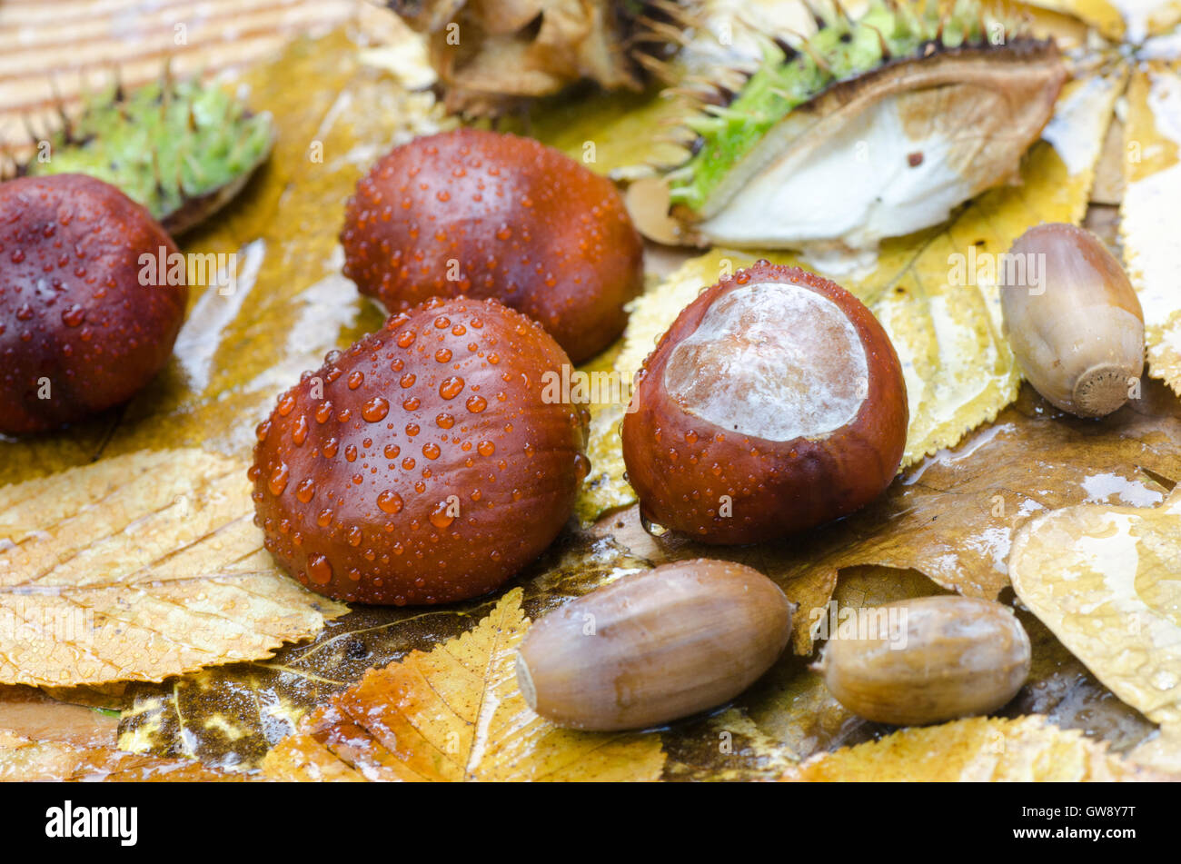 fall plants composition with leaves and chestnuts Stock Photo - Alamy