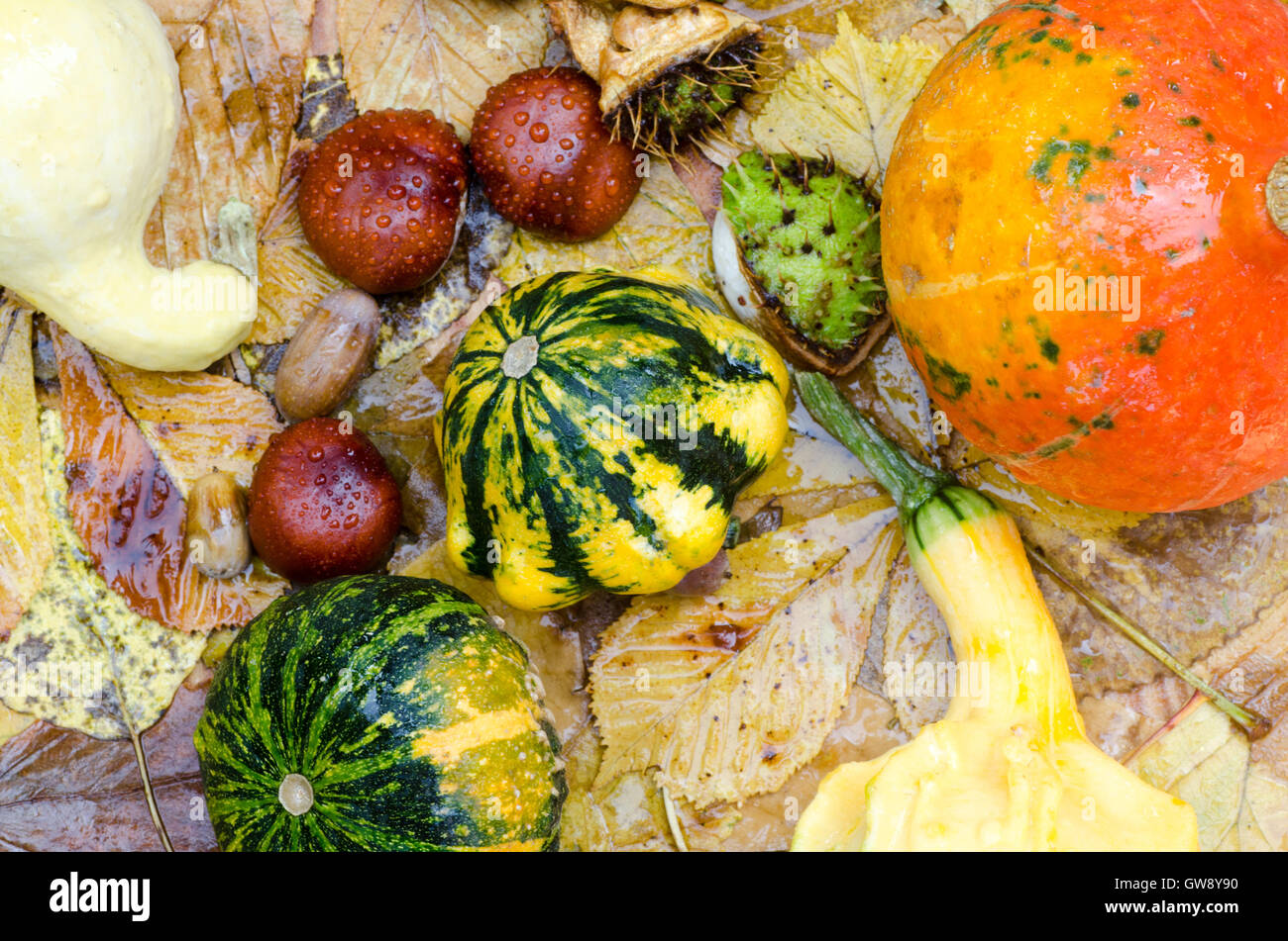 fall plants composition with leaves and chestnuts Stock Photo - Alamy