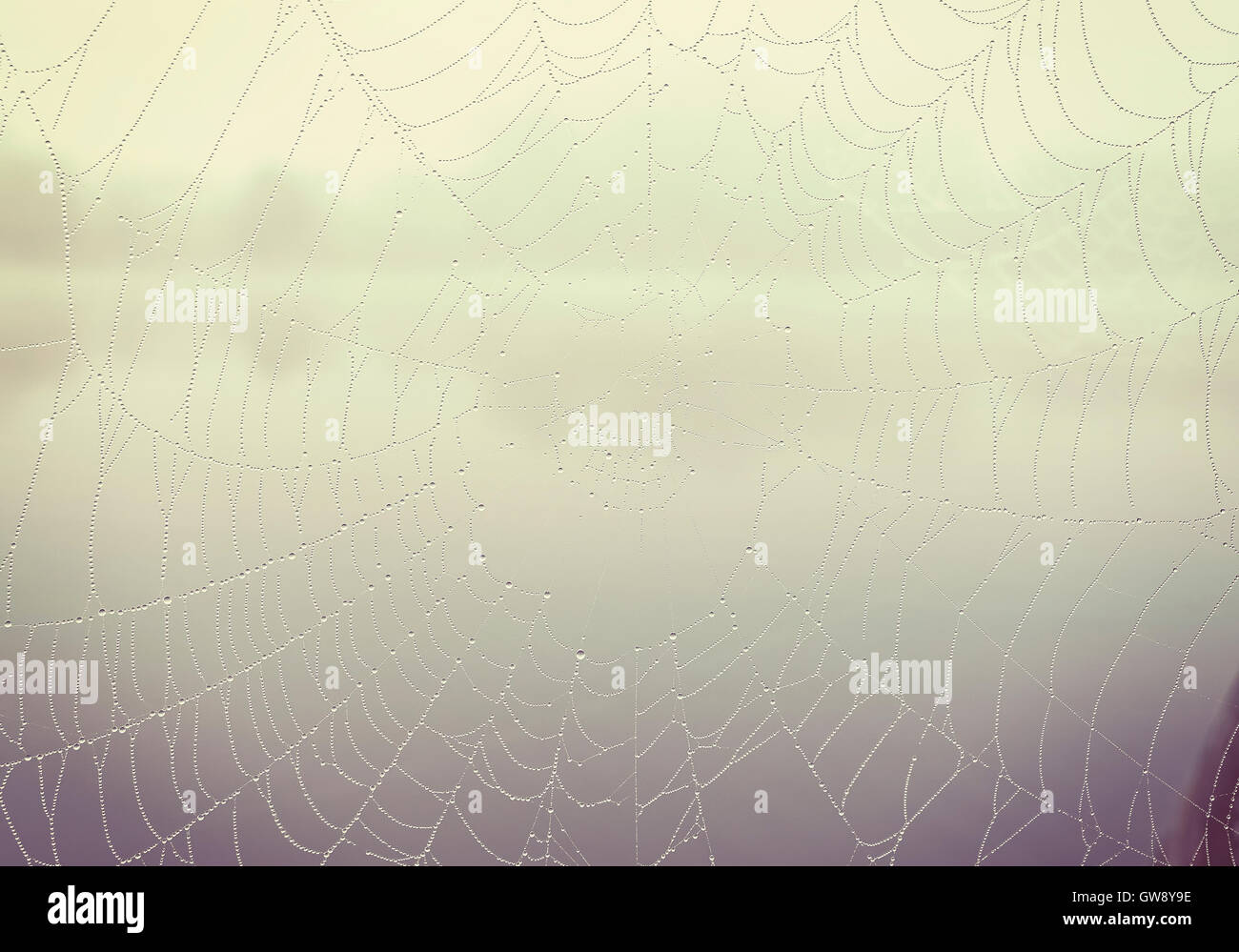 Cobweb hi-res stock photography and images - Alamy