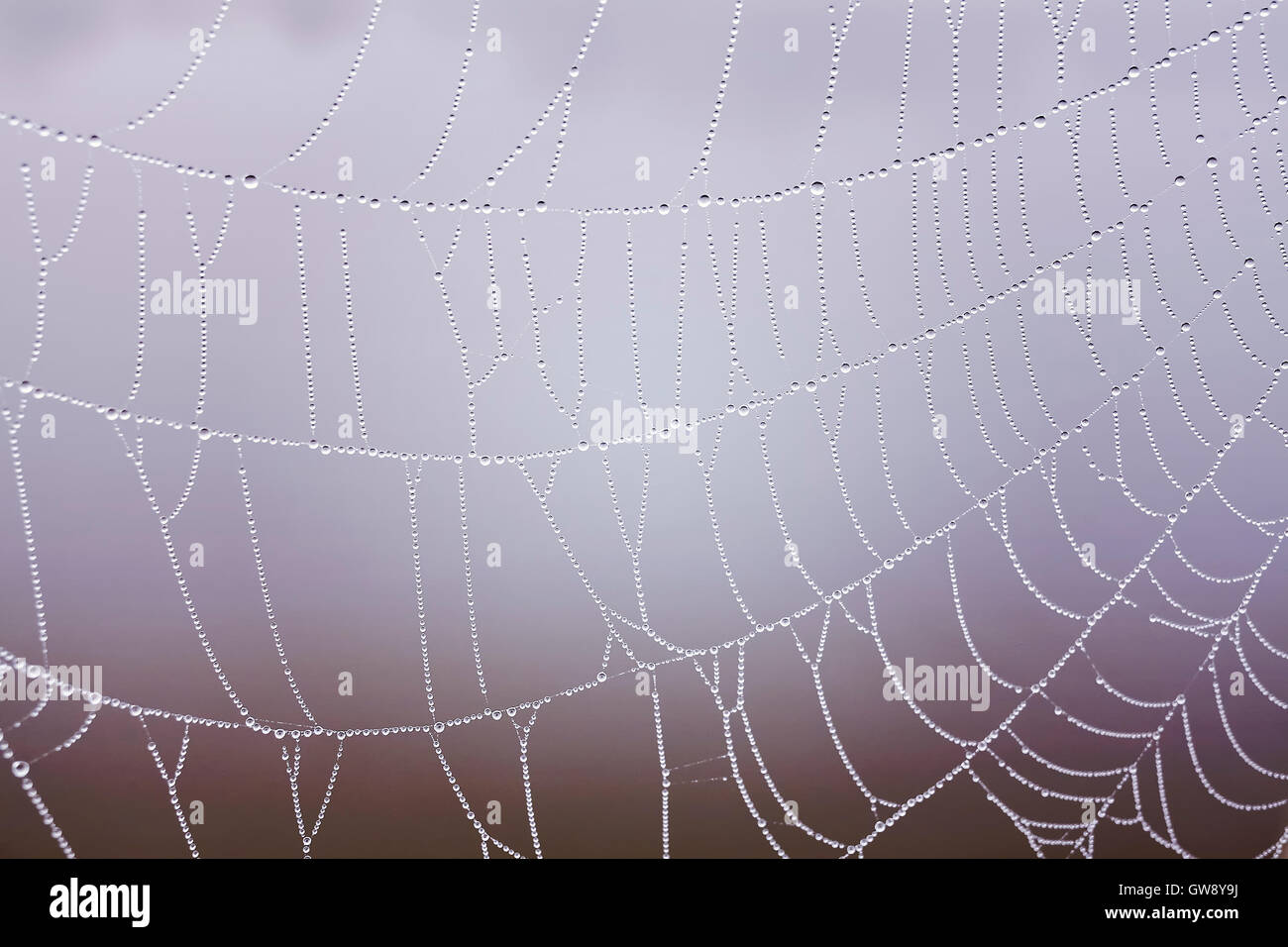 Vintage toned cobweb with dewdrops close up, shallow depth of field ...