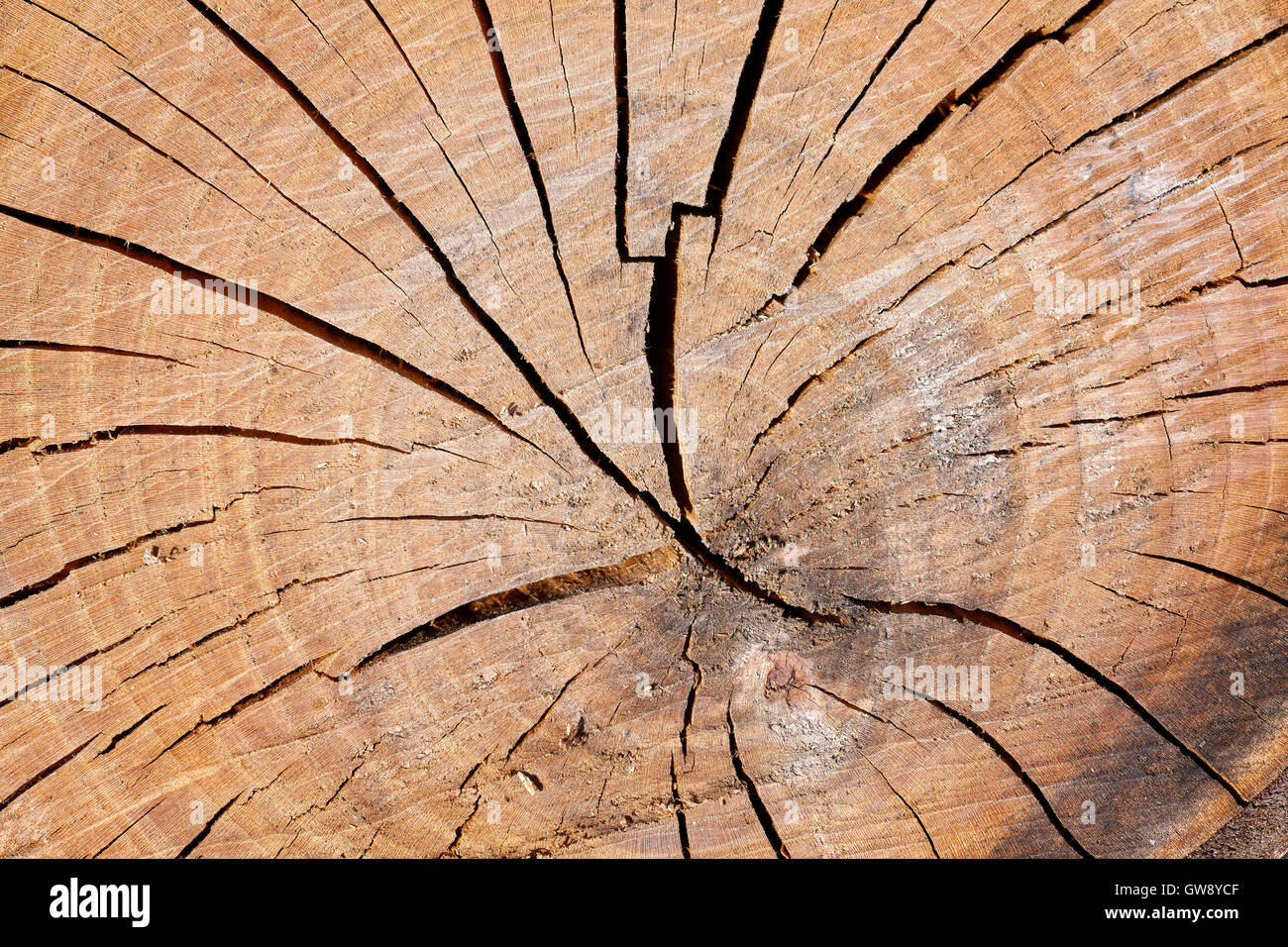 Tree trunk up close hi-res stock photography and images - Alamy