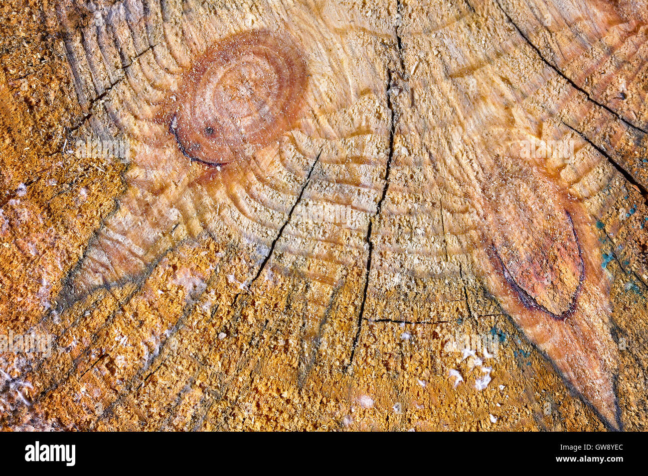 Close up section of a tree trunk, nature background Stock Photo - Alamy