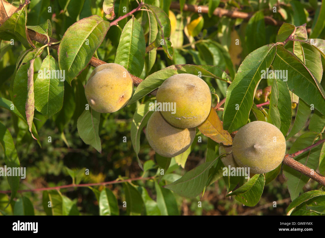 Peach tree hi-res stock photography and images - Alamy