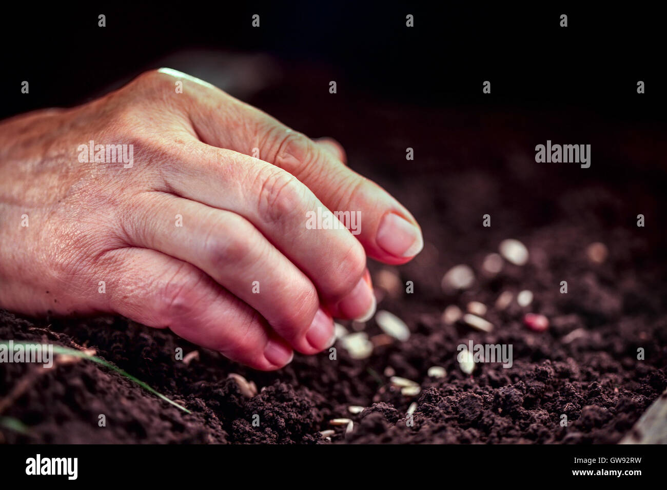 Hand of elderly woman throwing seeds in ground Stock Photo - Alamy