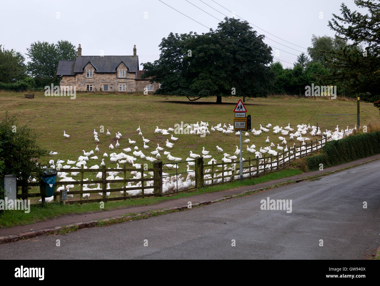 Croxton kerrial geese hi-res stock photography and images - Alamy