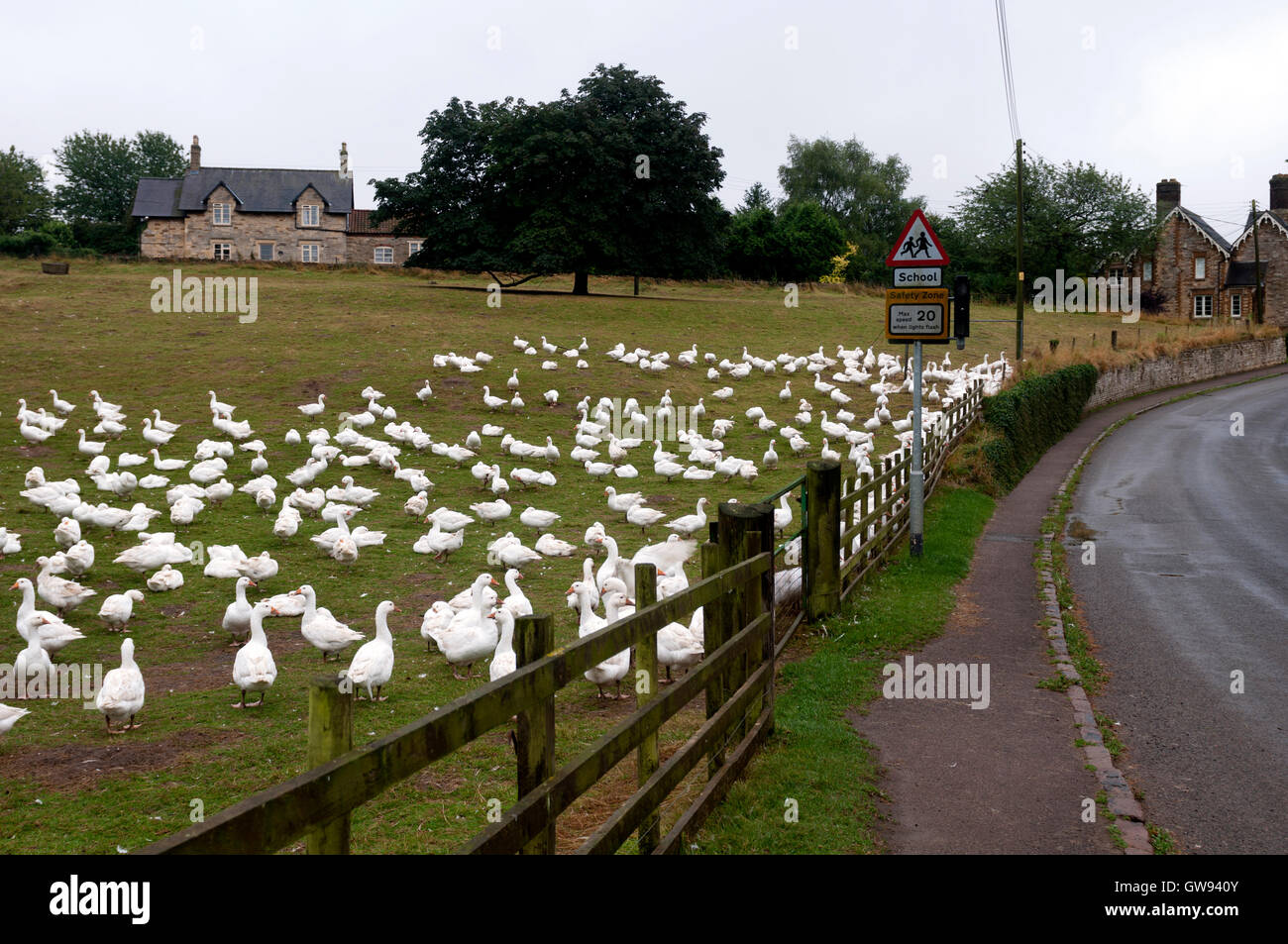 Croxton kerrial geese hi-res stock photography and images - Alamy