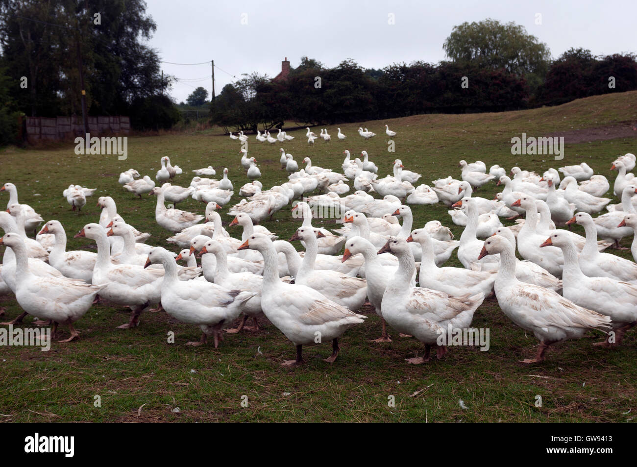 Croxton kerrial geese hi-res stock photography and images - Alamy