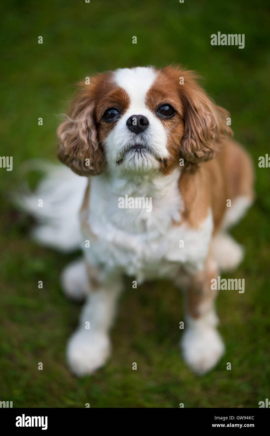 King Charles cavalier spaniel dog with green out of focus background ...