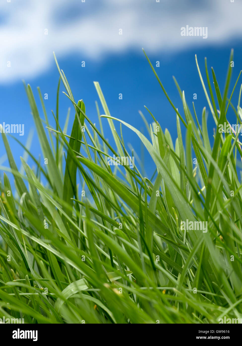 Garden grass with a sky background Stock Photo - Alamy