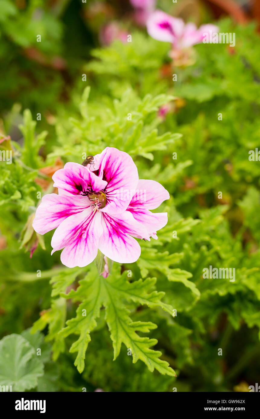 Pelargonium Lara Starshine Stock Photo - Alamy