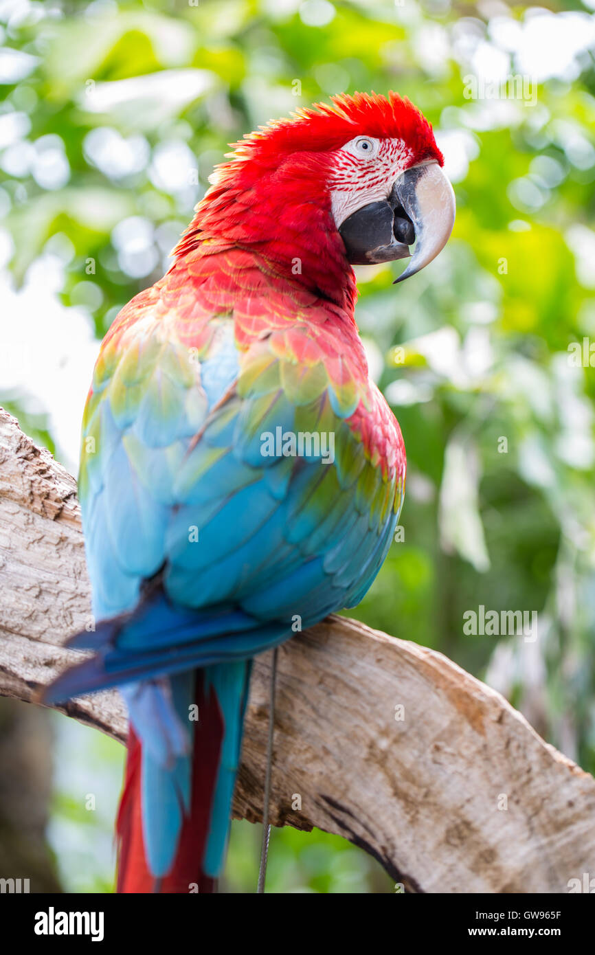 Colorful parrot, Macaw bird Stock Photo - Alamy