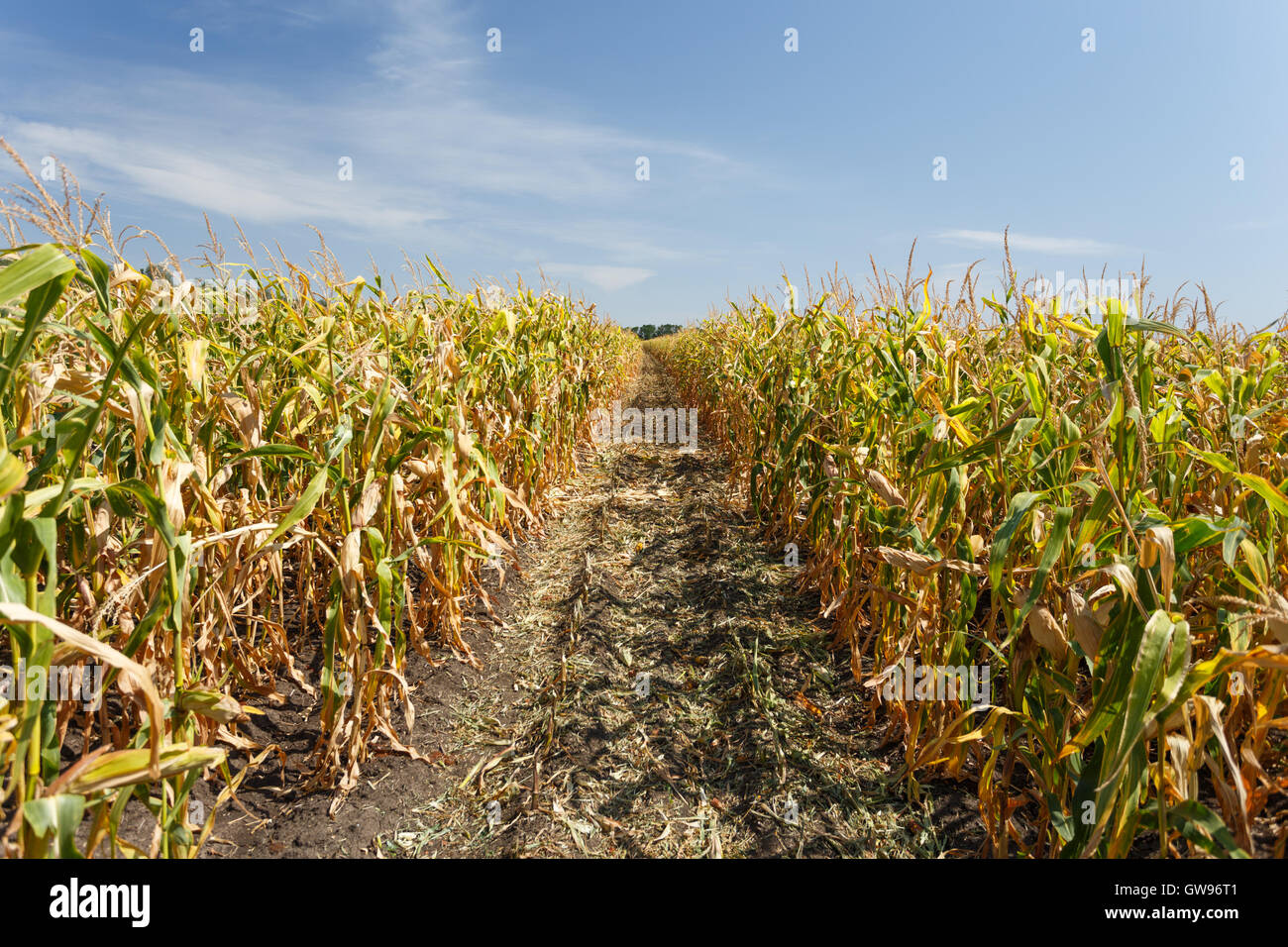 Inside the cornfield, the end of summer season Stock Photo - Alamy