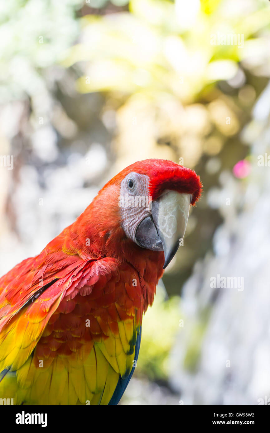 Colorful parrot, Macaw bird Stock Photo - Alamy