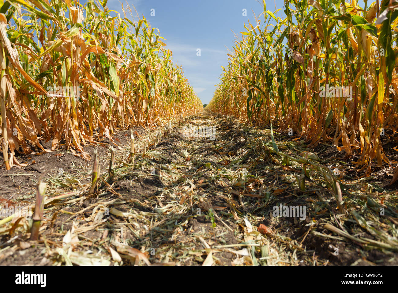 Inside the cornfield, the end of summer season Stock Photo - Alamy