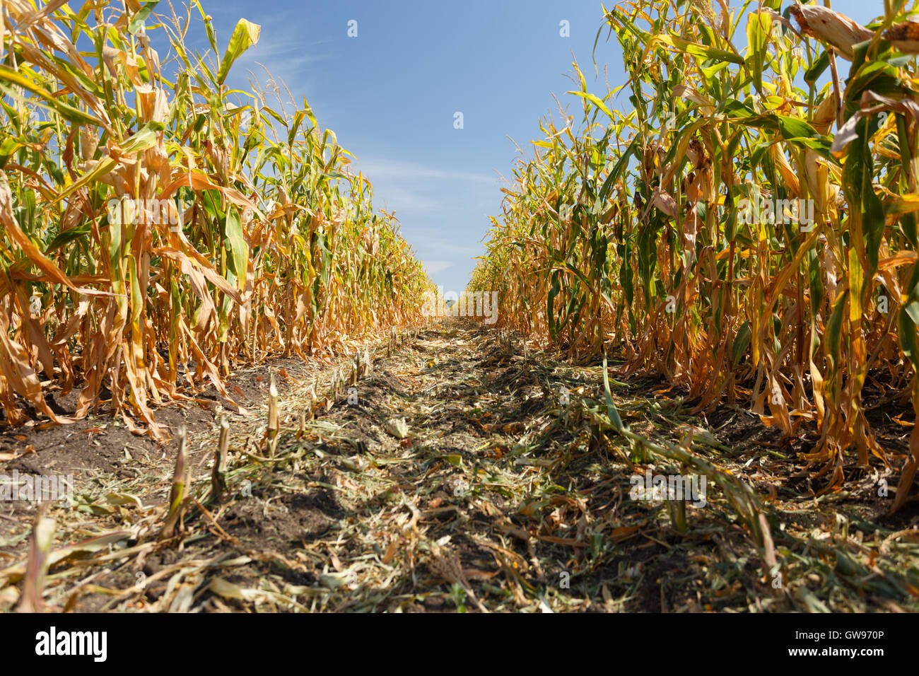 Inside the cornfield, the end of summer season Stock Photo - Alamy