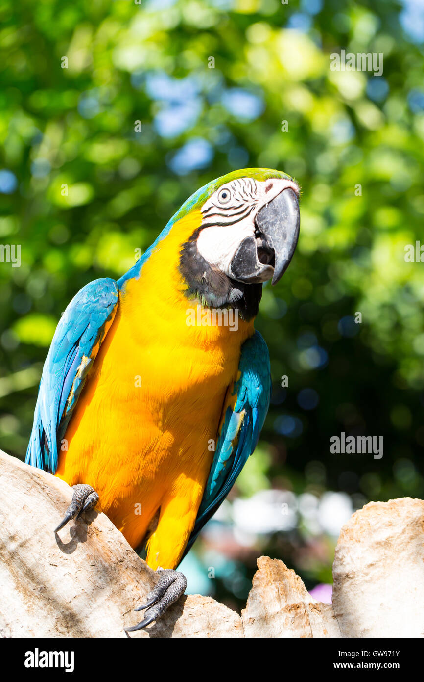Colorful parrot, Macaw bird Stock Photo - Alamy