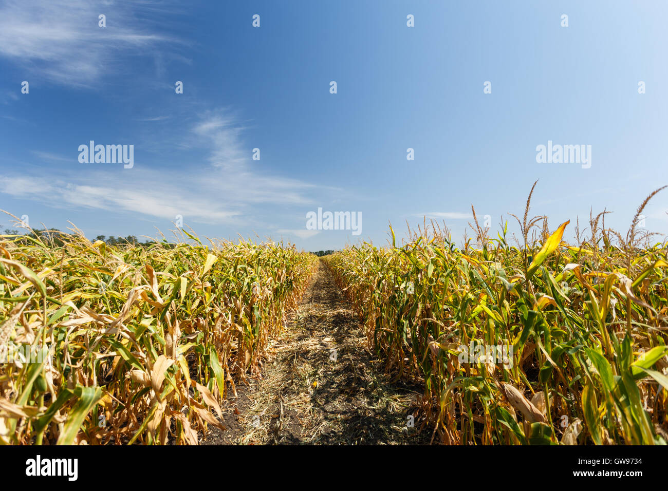 Inside the cornfield, the end of summer season Stock Photo - Alamy
