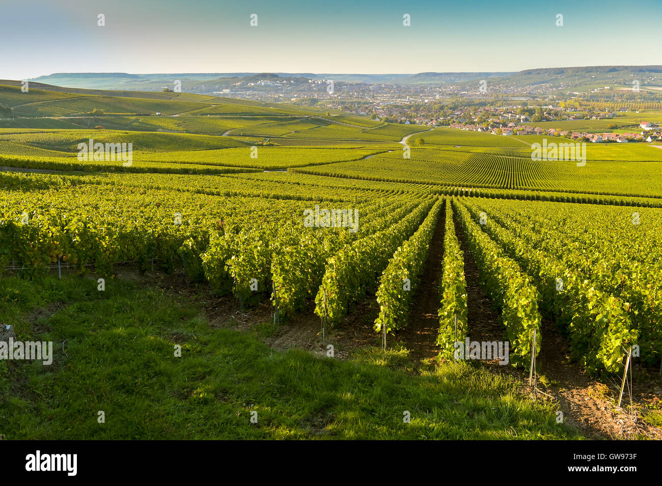 Sunset, Wineyard, Bordeaux Wineyard-France, Europe, Wine Stock Photo ...