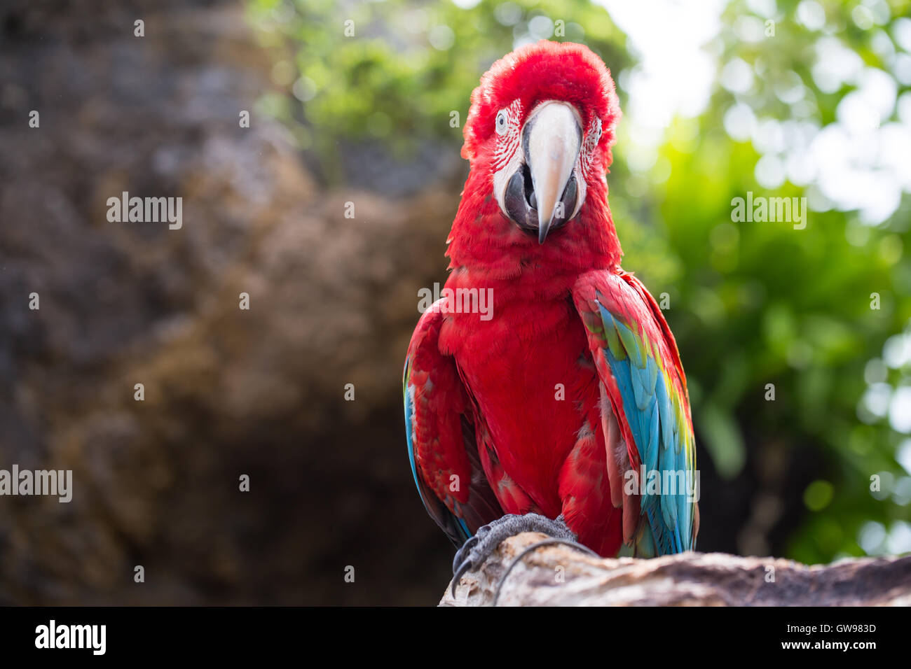 Colorful parrot, Macaw bird Stock Photo - Alamy