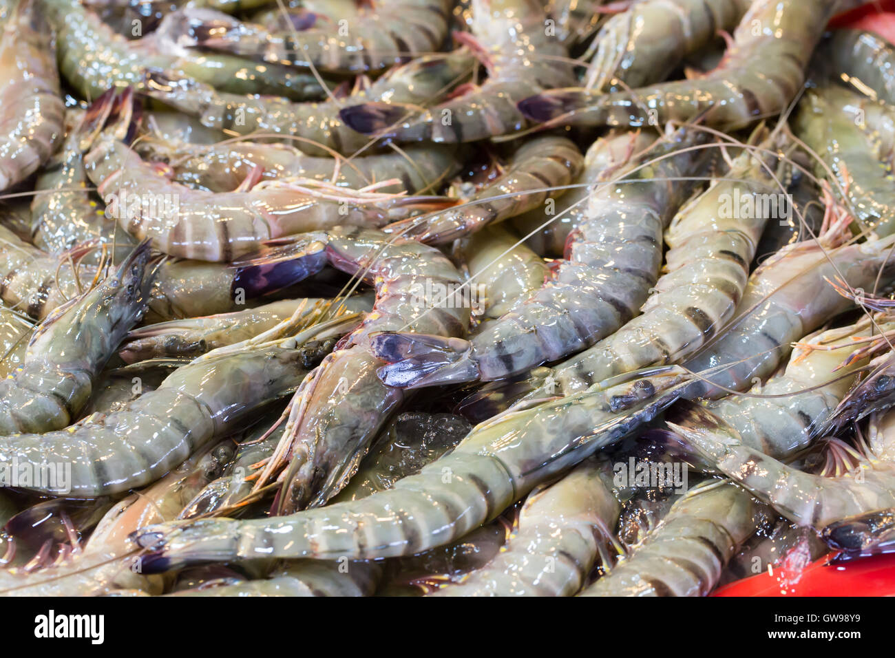 Fresh shrimp at the market Stock Photo - Alamy