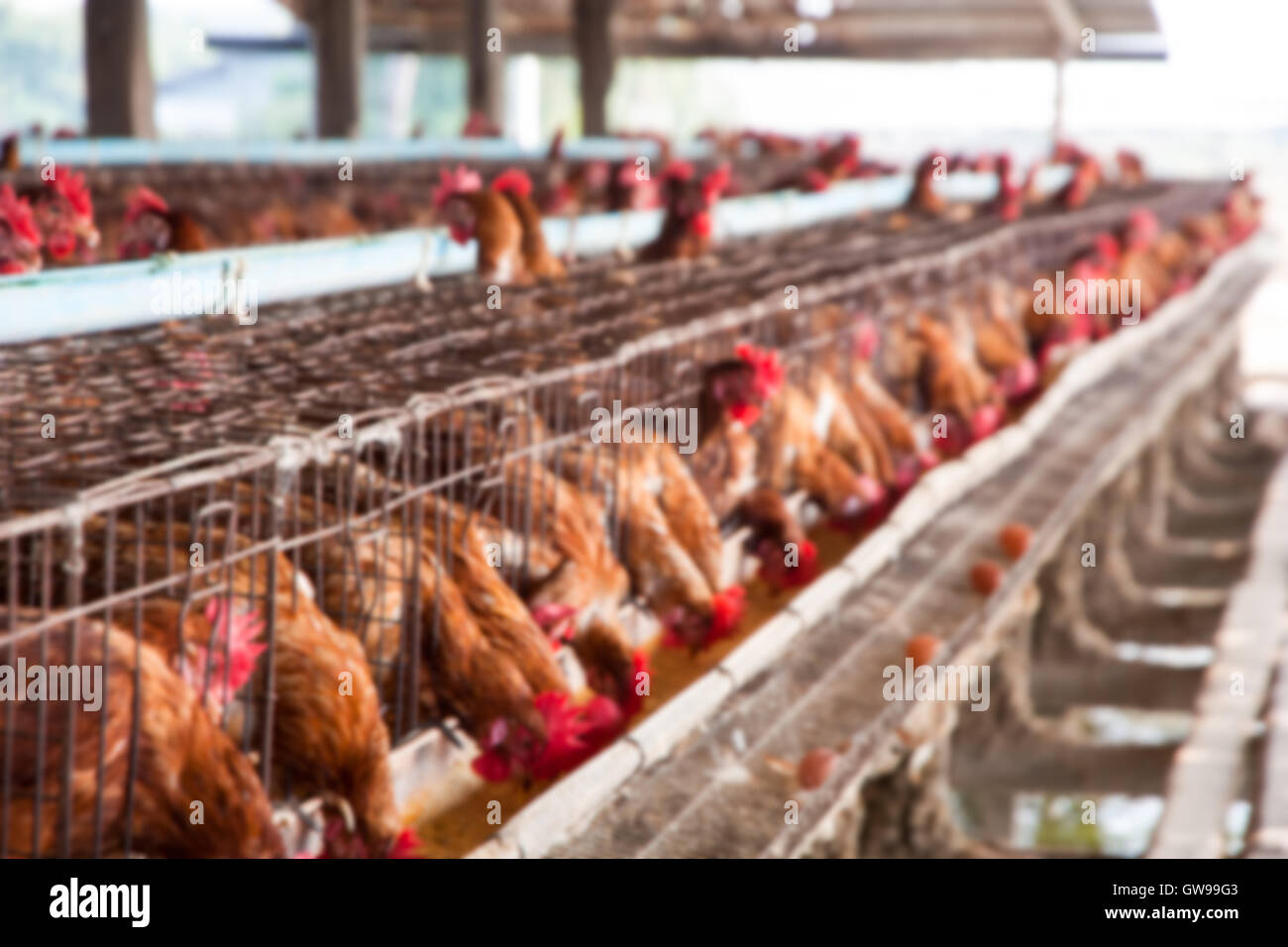 Blurred view of Chicken farm. can be used as abstract blur background ...