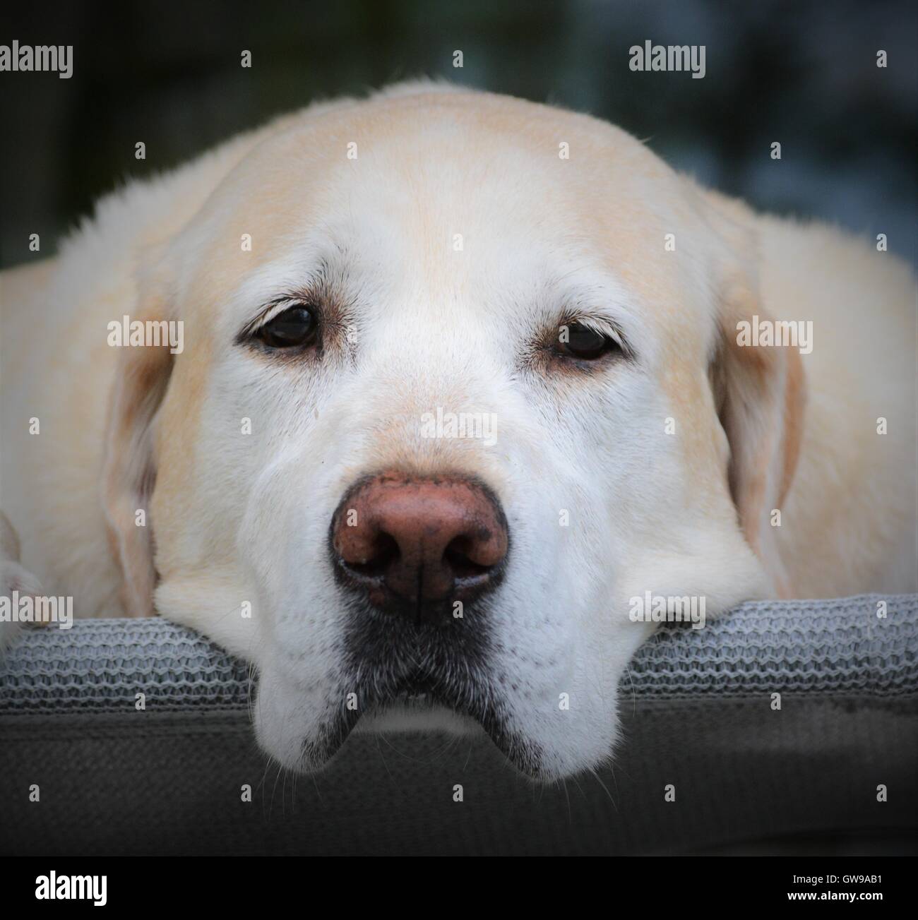 Retriever yellow labrador hi-res stock photography and images - Alamy