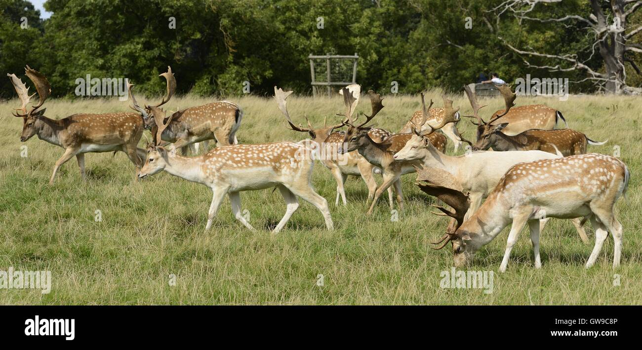 Herd of fallow deer Stock Photo - Alamy