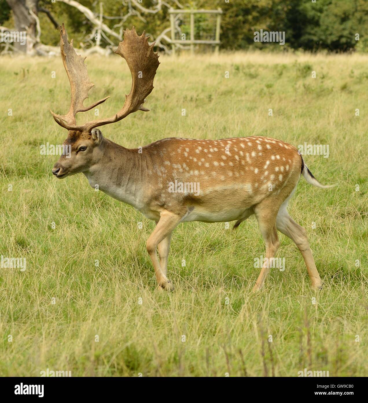 Fallow deer buck Stock Photo - Alamy