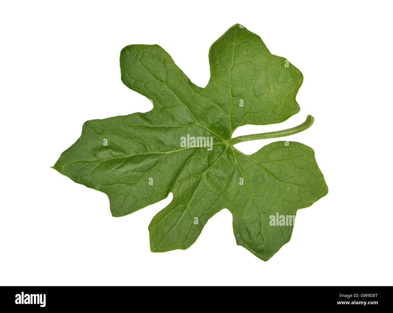 Bryony hi-res stock photography and images - Alamy
