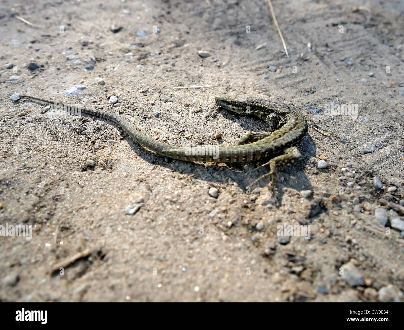 Lizard on sand hi-res stock photography and images - Alamy