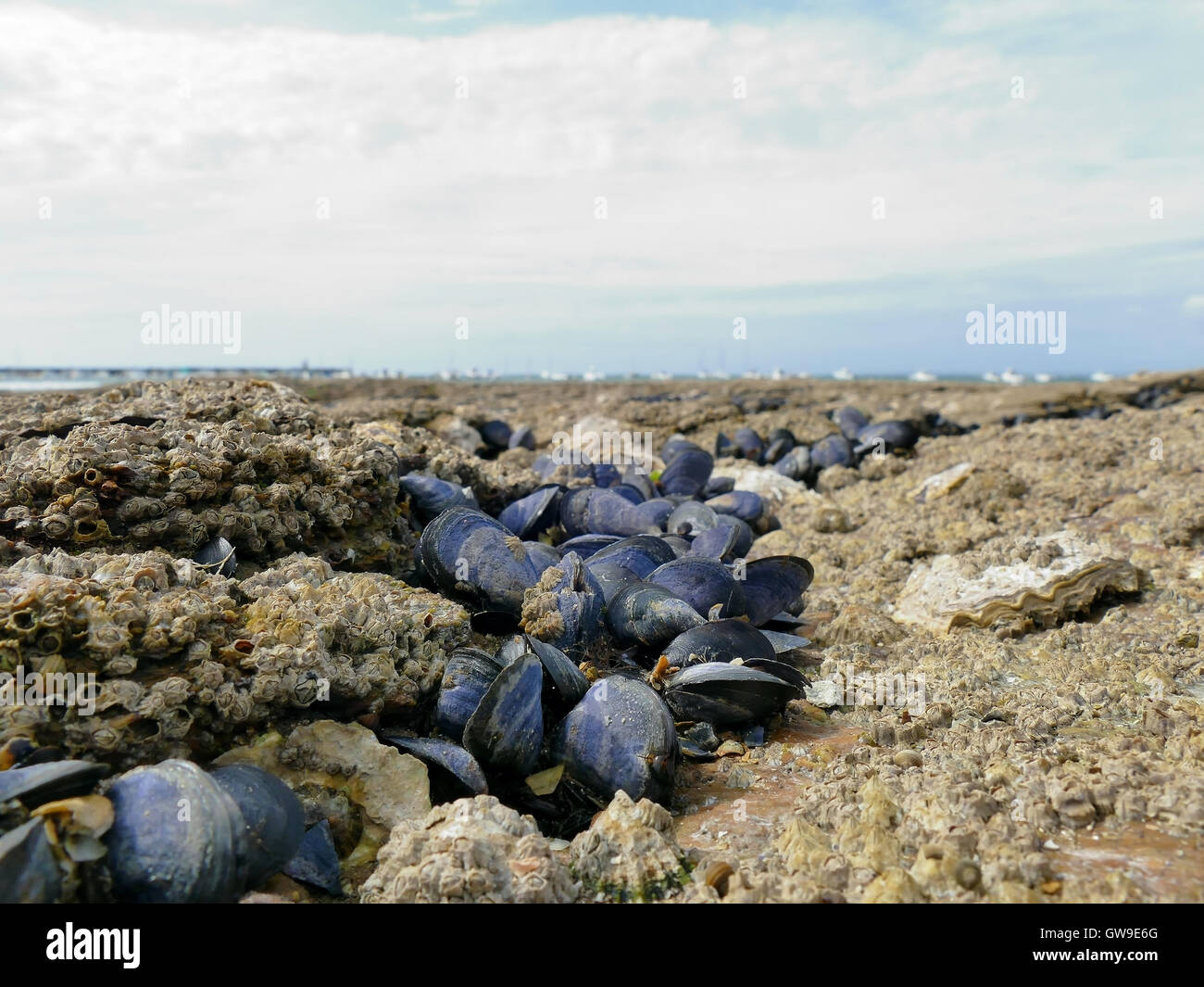 Tide pool creatures hi-res stock photography and images - Alamy