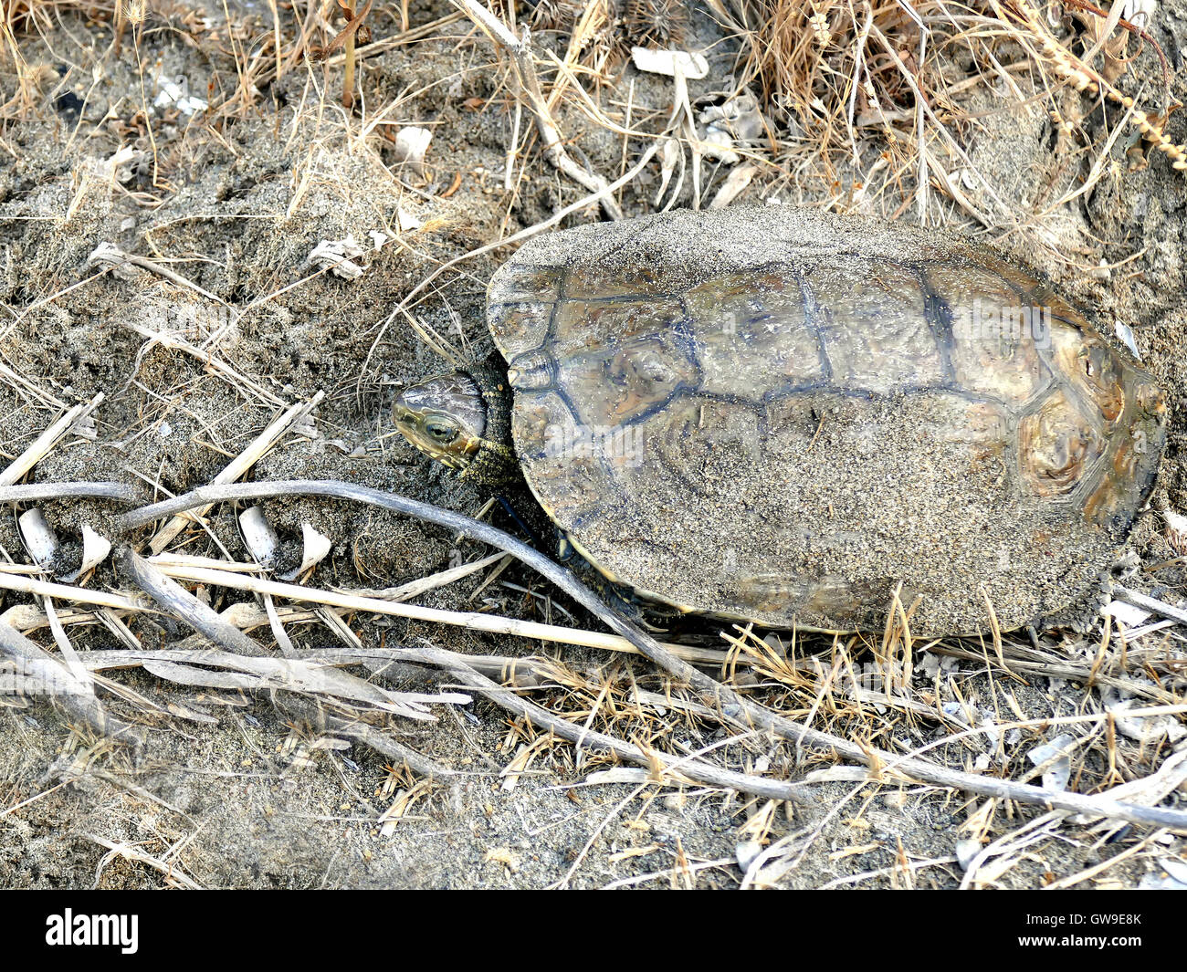 Common green turtle hi-res stock photography and images - Alamy
