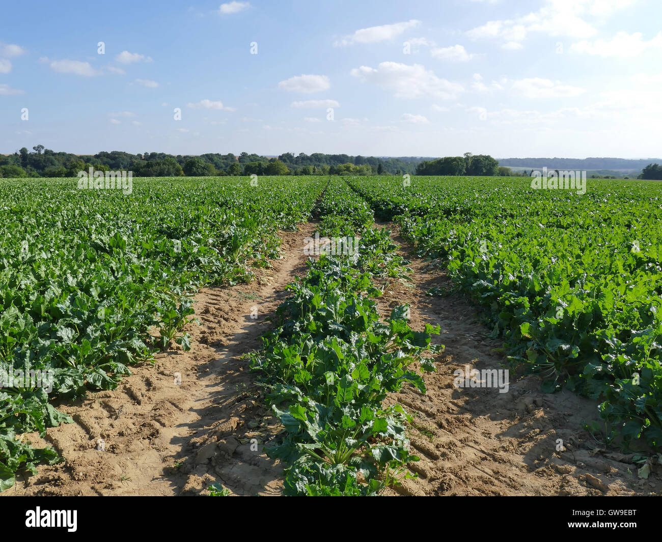 Beet root plants hi-res stock photography and images - Alamy