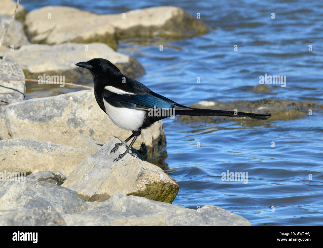 Magpie river hi-res stock photography and images - Alamy