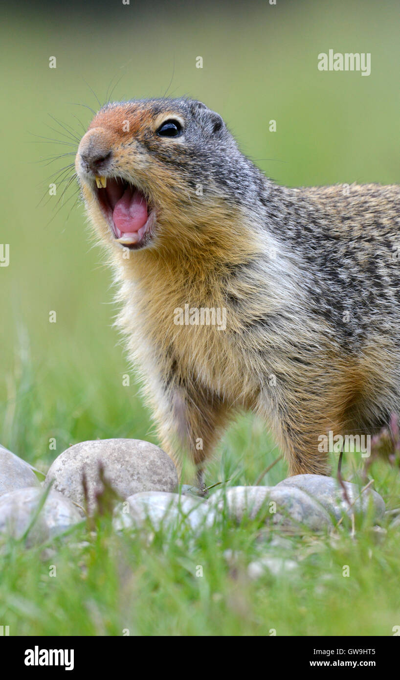 Columbian Ground Squirrel - Urocitellus columbianus Stock Photo - Alamy