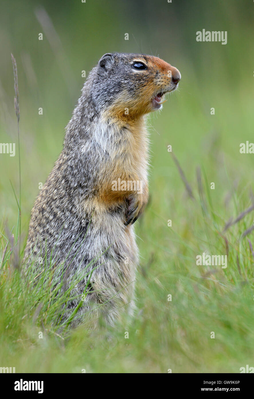 Columbian Ground Squirrel - Urocitellus columbianus Stock Photo - Alamy