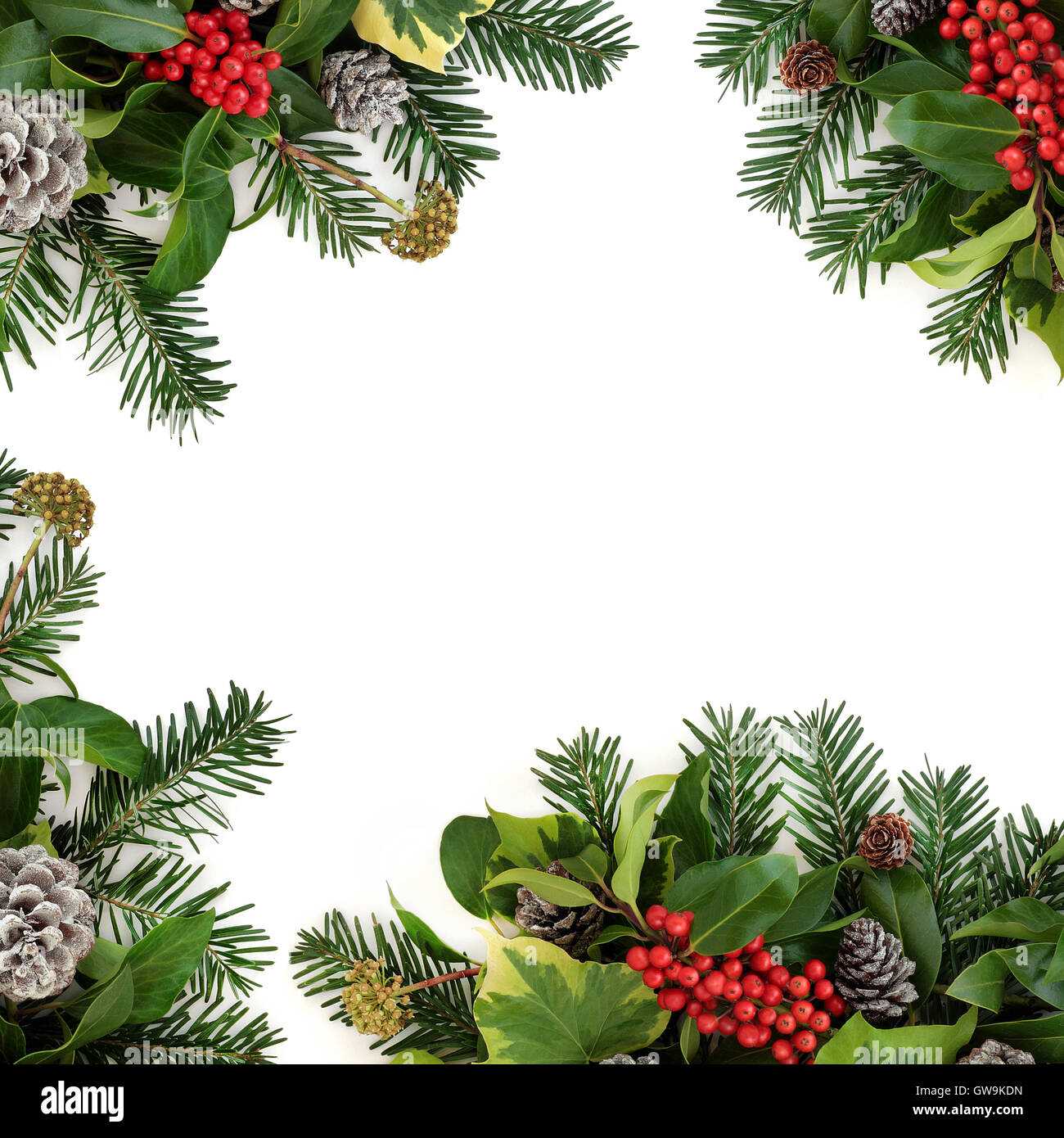 Winter Berries Border