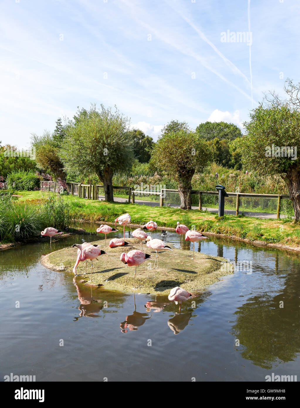 Greater flamingos at the wildfowl and wetlands trust at slimbridge hi ...