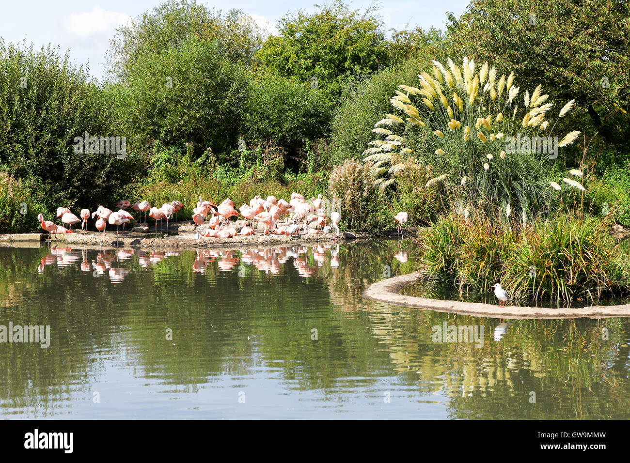 Slimbridge flamingos hi-res stock photography and images - Alamy