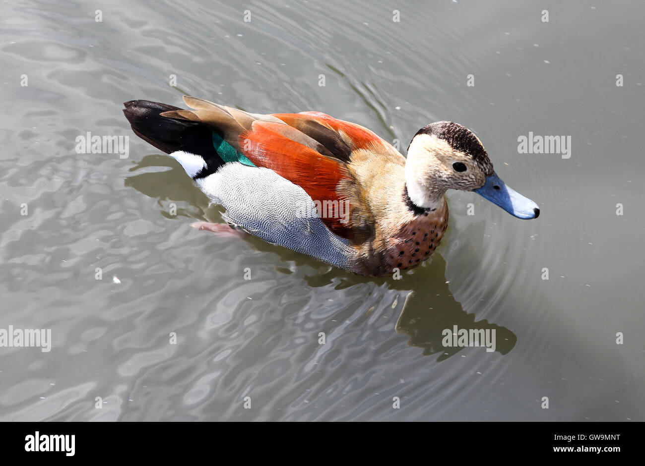A Ringed Teal duck (Callonetta leucophrys) at the Slimbridge Wetland ...