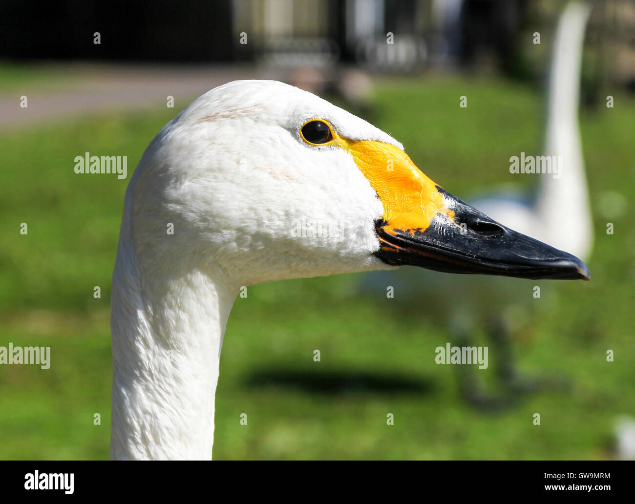 A close up shot of the head of a Whooper Swan (Cygnus cygnus) at the ...