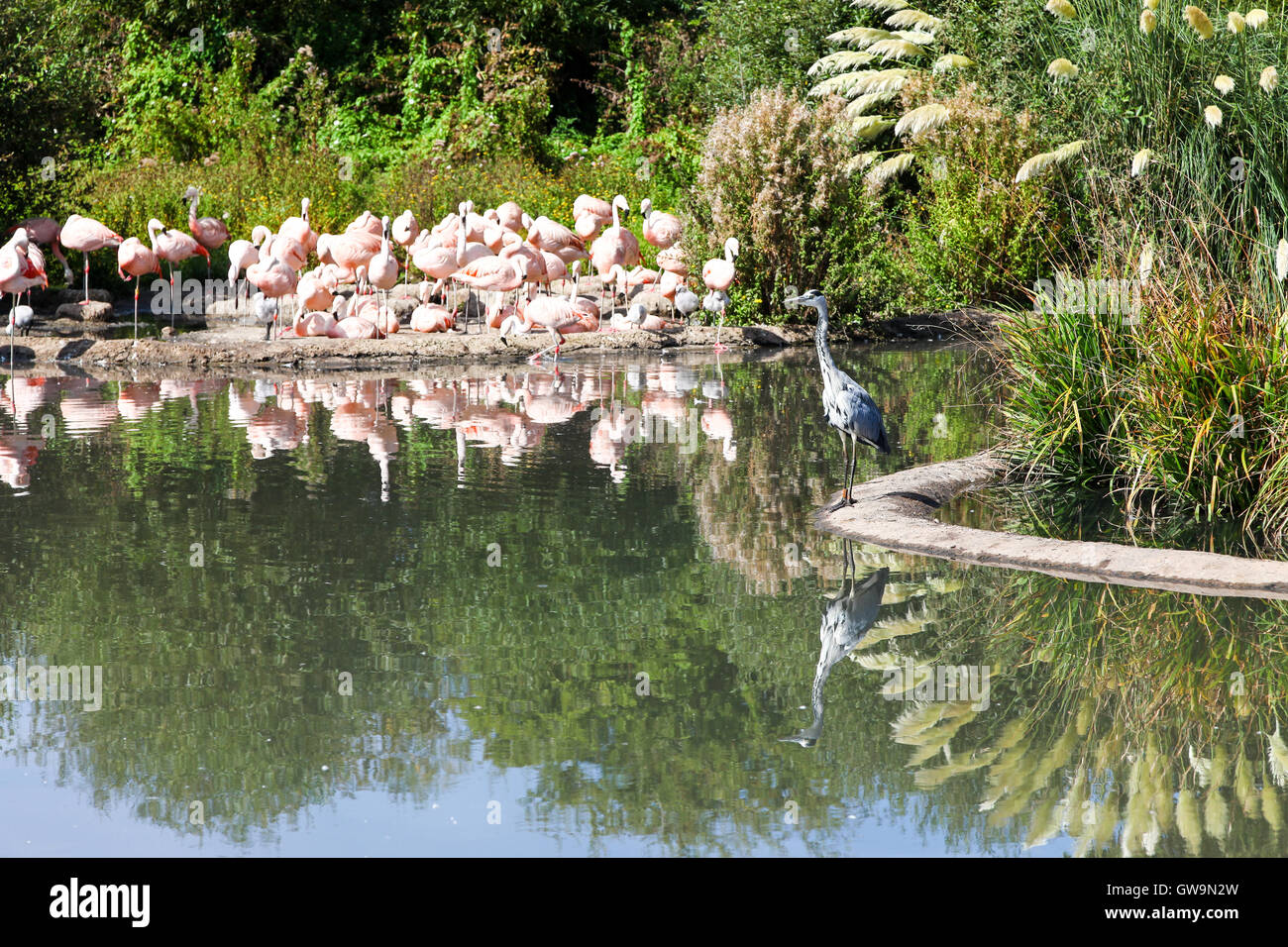 Slimbridge flamingos hi-res stock photography and images - Alamy