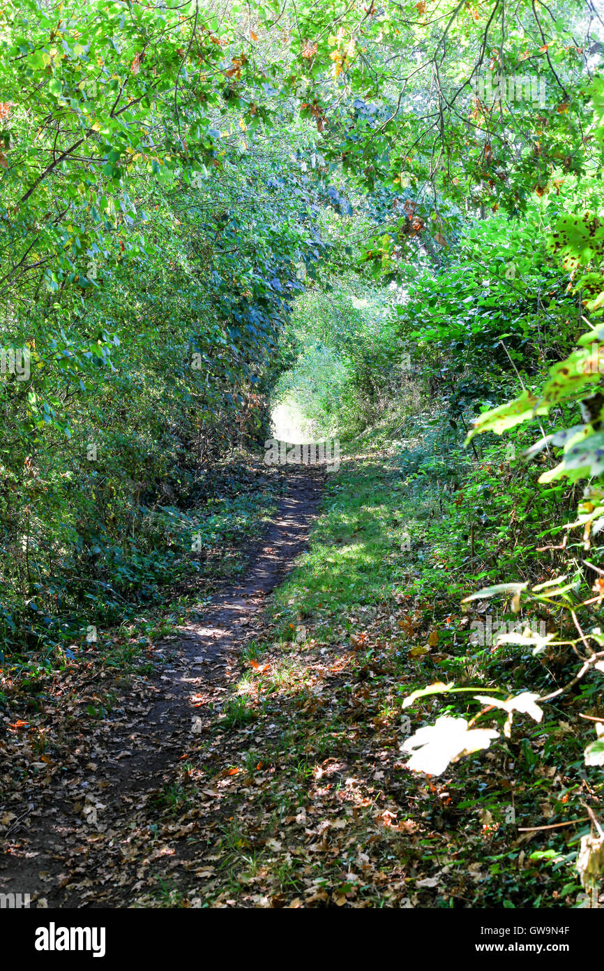 A leafy path surrounded by overhanging trees in autumn with leaves on ...