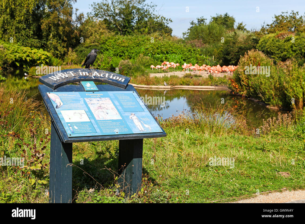 Slimbridge Wetland Centre High Resolution Stock Photography and Images ...